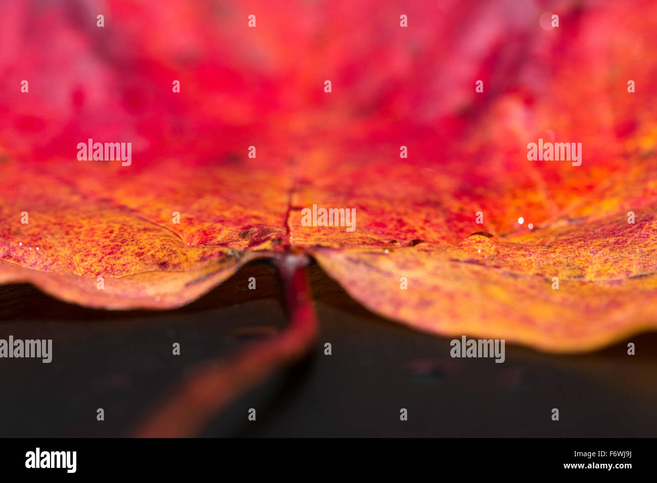 Fall autumn decay plants hi-res stock photography and images - Alamy