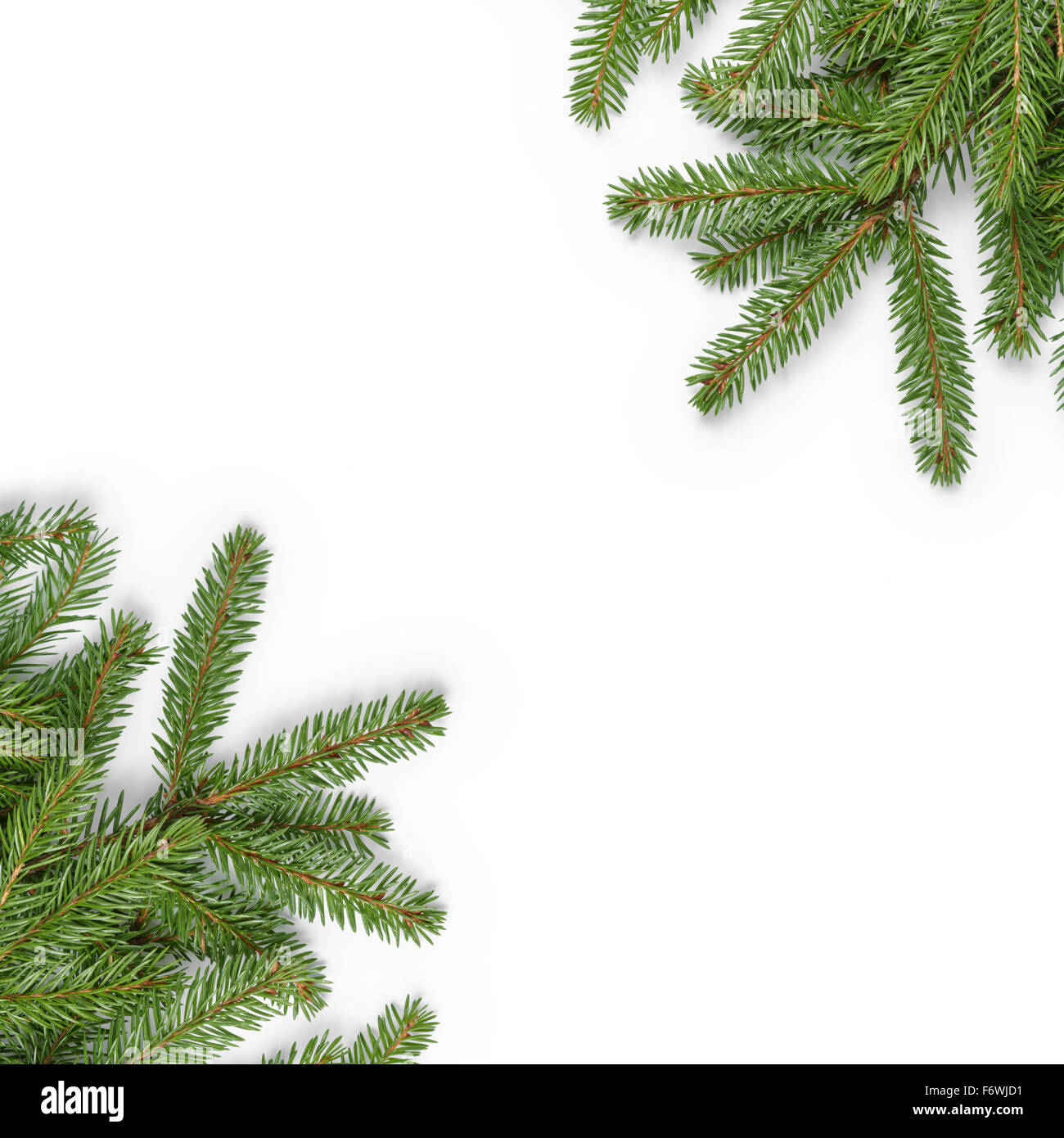 fir branches border on white background Stock Photo - Alamy