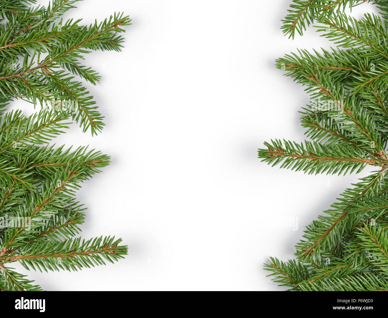 fir branches border on white background Stock Photo - Alamy