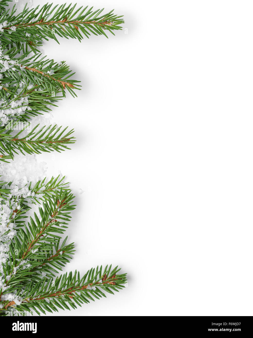 fir branches border on white background Stock Photo - Alamy
