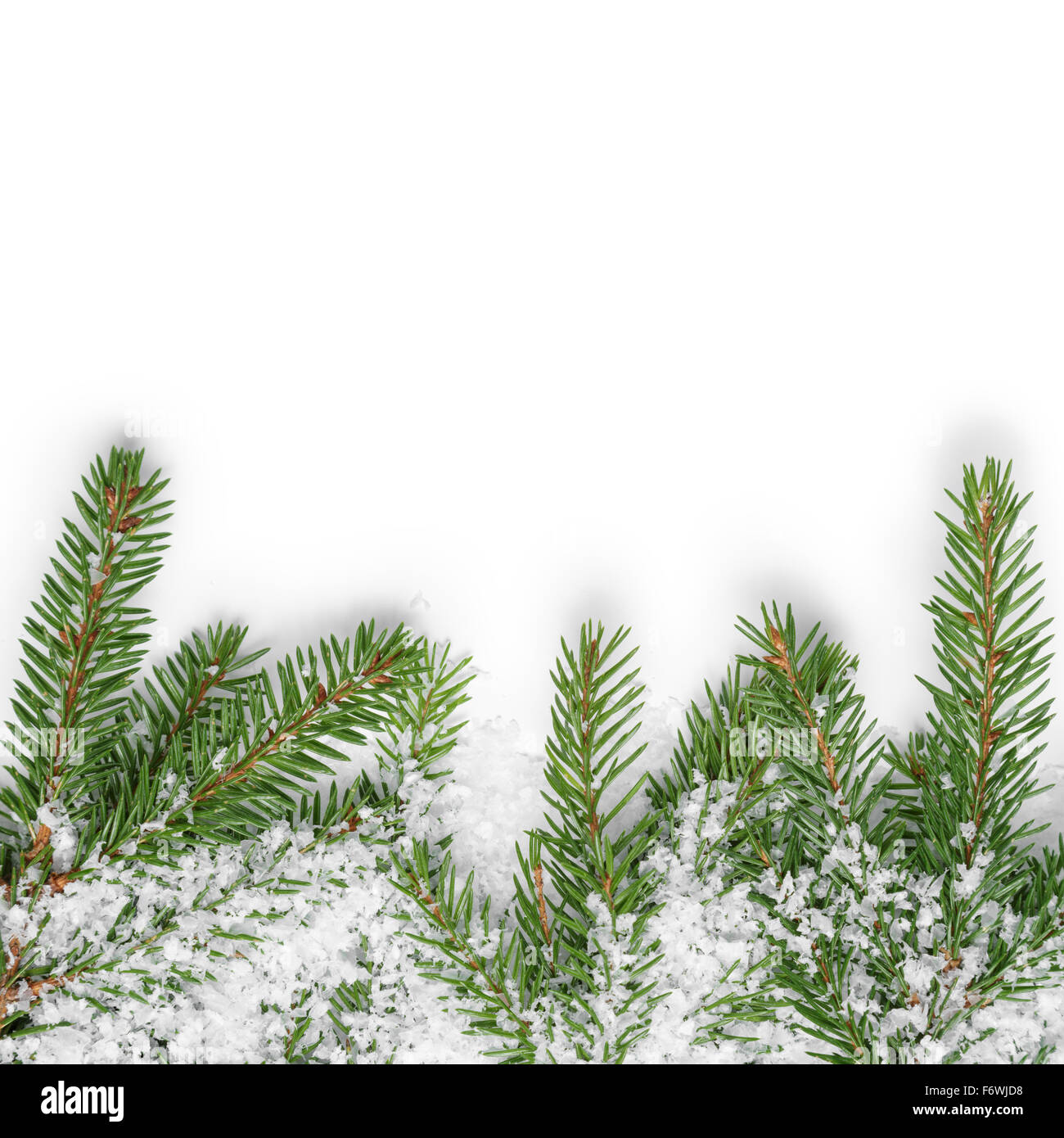 fir branches border on white background Stock Photo - Alamy