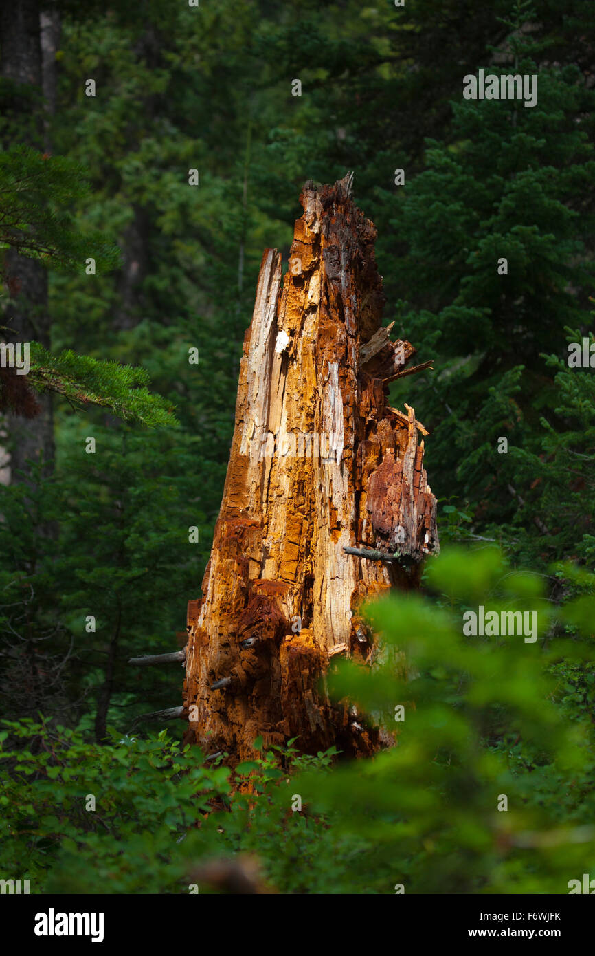 Rotting tree stump on Jenny Lake Trail, at Grand Teton National Park ...