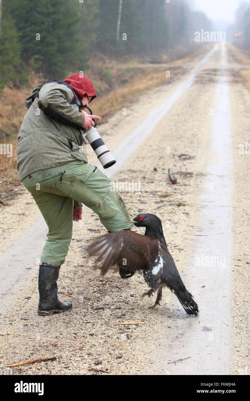 Birds Attacking People