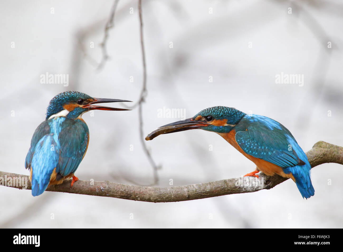 Courtship behavior of a pair of kingfishers. The male offers a fish to ...