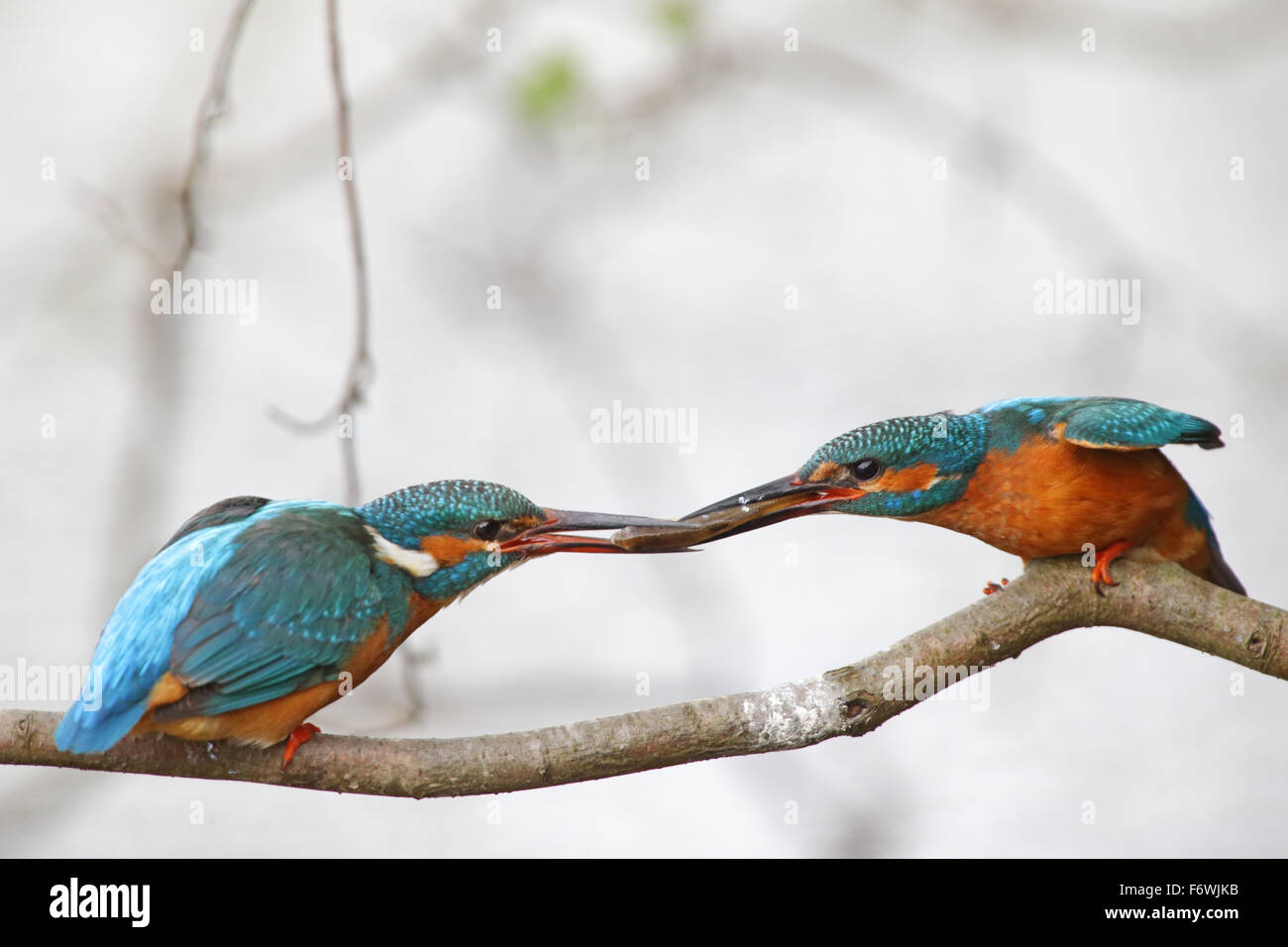 Courtship behavior of a pair of kingfishers. The male offers a fish to ...