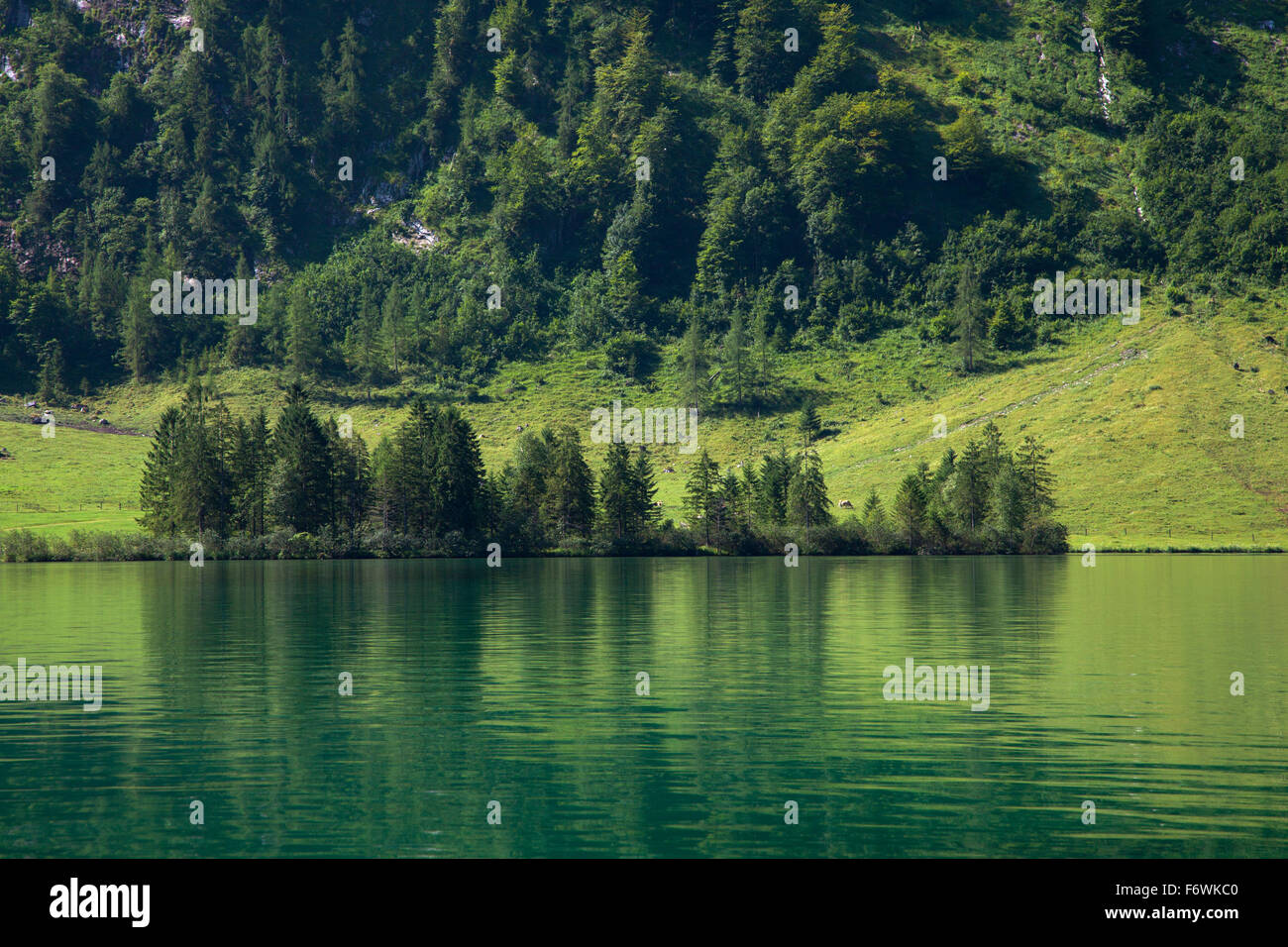 Near Salet at the southern part of Koenigssee, Berchtesgaden region ...