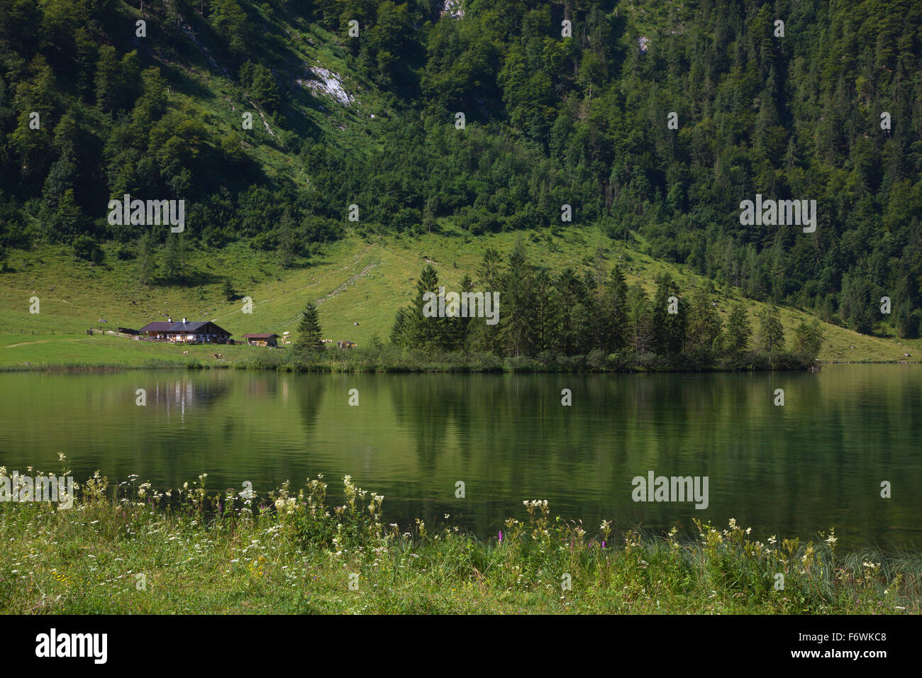 near Salet at the southern part of Koenigssee, Berchtesgaden region ...