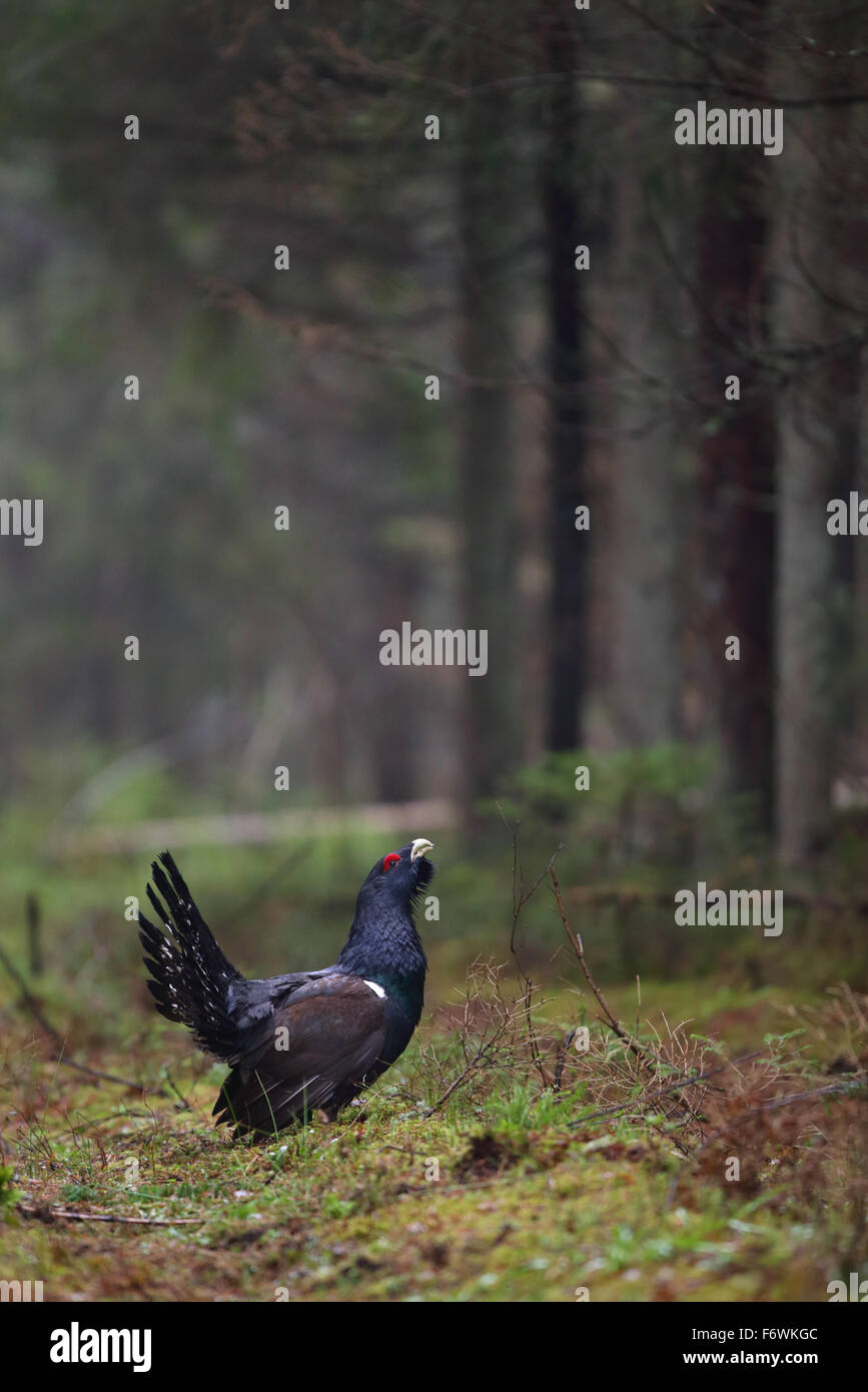 Lekking capercaillie hi-res stock photography and images - Alamy