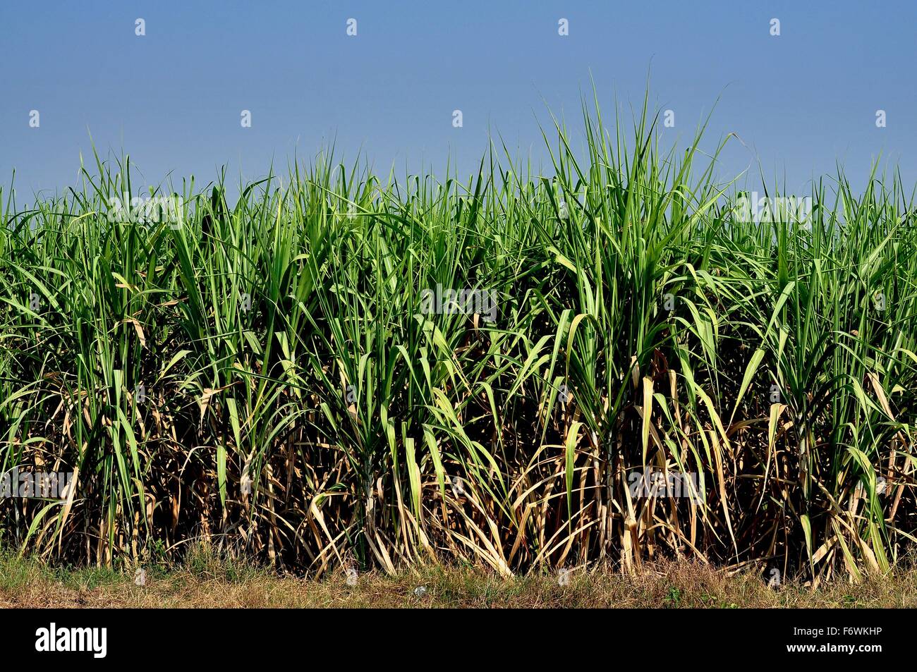 Saraburi, Thailand: A field of sugar cane, a major commercial crop ...