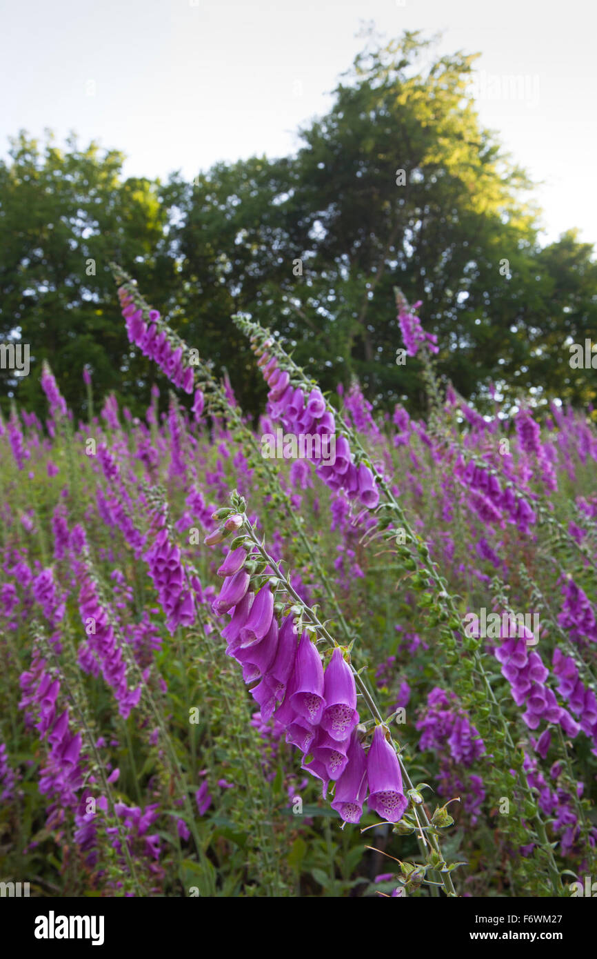 Foxglove Digitalis purpurea at the edge of a wood, Eifelsteig hiking ...