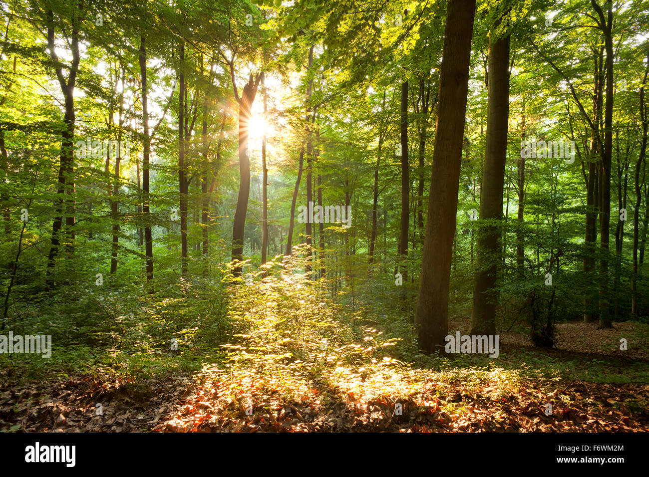 Morning sun in a wood, Eifelsteig hiking trail, Nationalpark Eifel ...