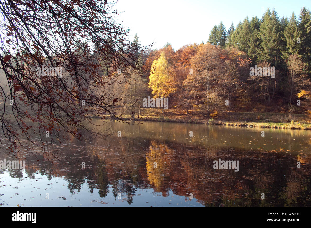 Herbstimpression, Wald, see Stock Photo - Alamy