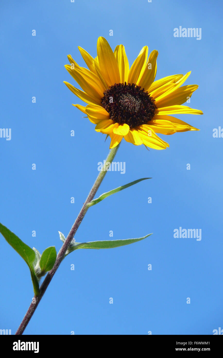 A bright sunflower facing the sun against a clear blue sky Stock Photo ...