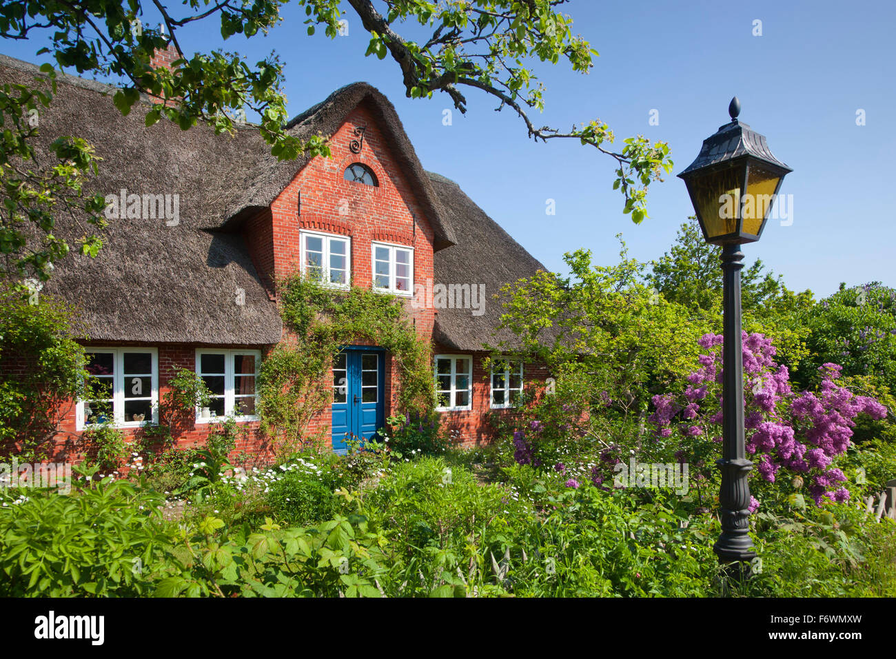 Common lilac in front of a frisian house with thatched roof, Nebel ...