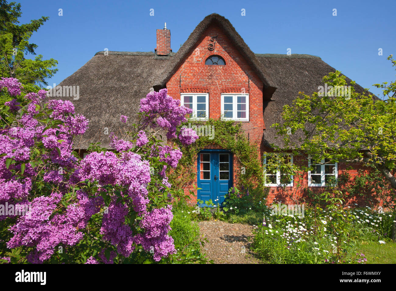 Common lilac in front of a frisian house with thatched roof, Nebel ...
