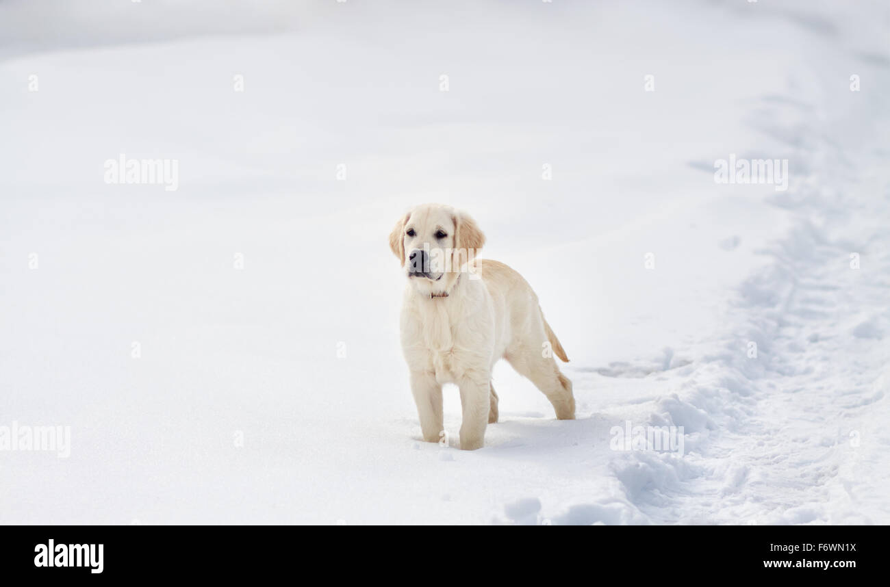 Cute Yellow Lab Puppies In Snow
