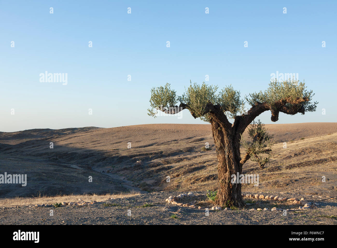 Sahara Desert Olive Sahara | Location, History, Map, Countries,