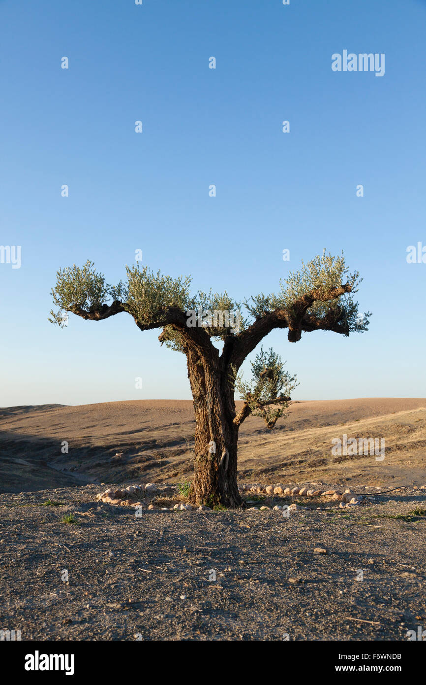 Lone old olive tree at Agafay desert, Morocco Stock Photo - Alamy