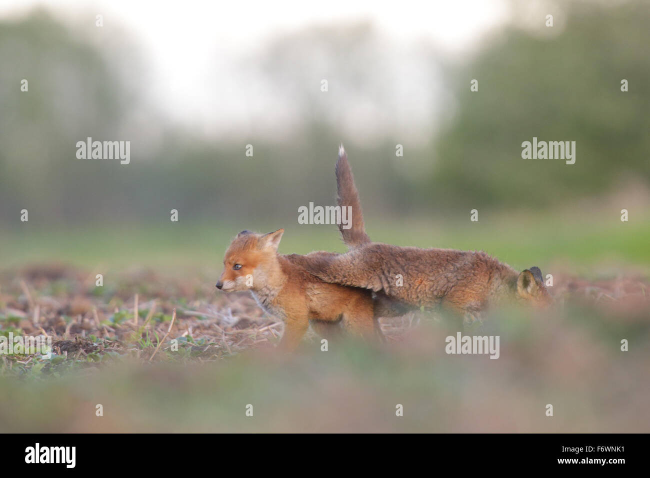 Red Fox kits (Vulpes vulpes). Europe Stock Photo - Alamy