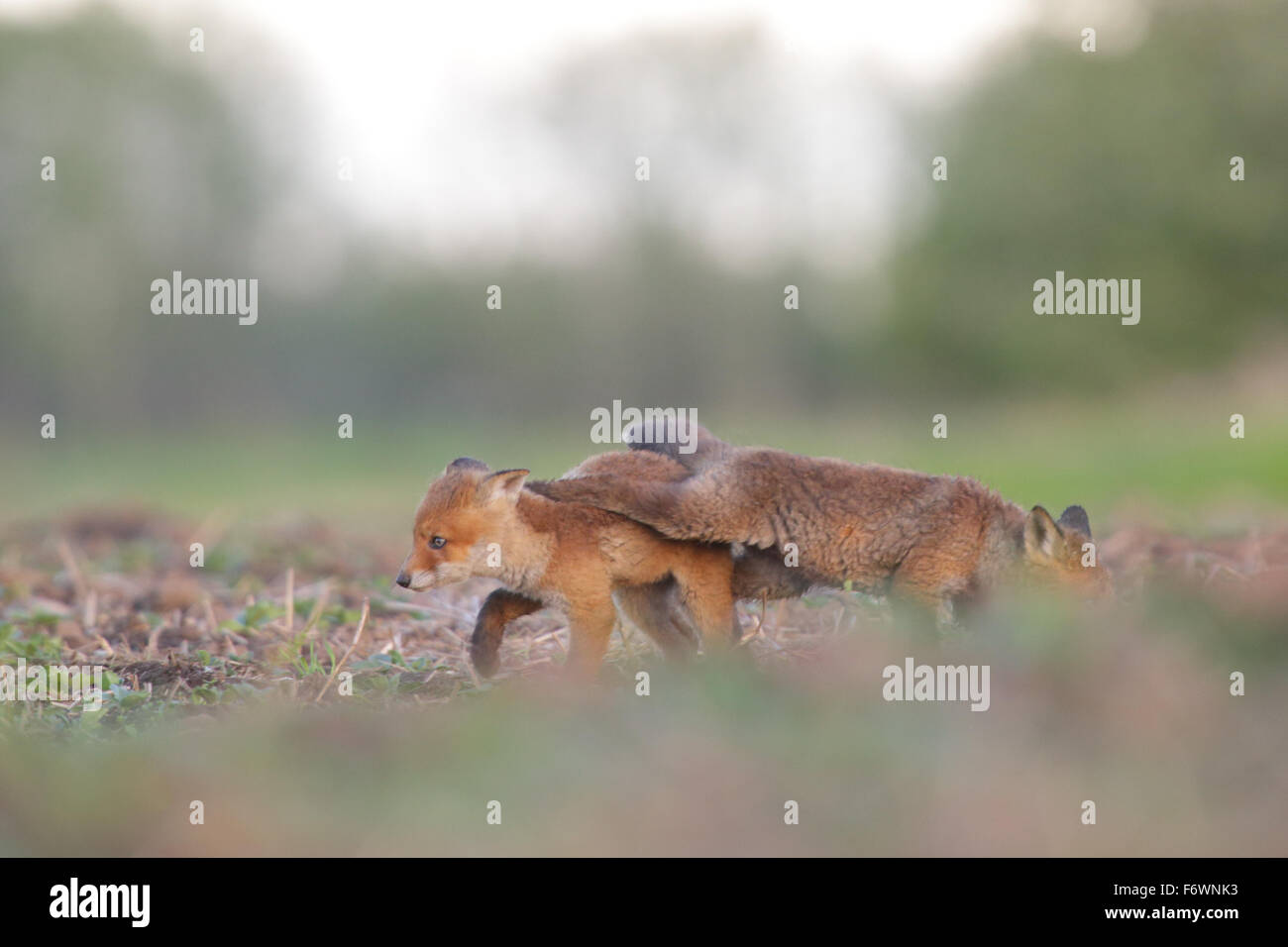 Red Fox kits (Vulpes vulpes) doing yoga. Europe Stock Photo - Alamy