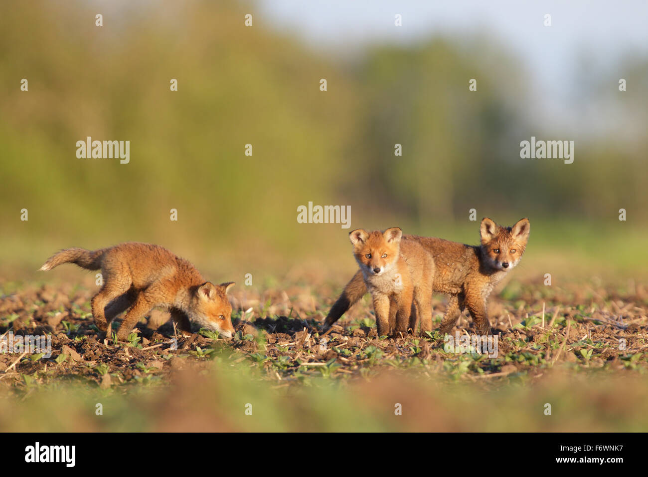 Red Fox kits (Vulpes vulpes). Europe Stock Photo - Alamy
