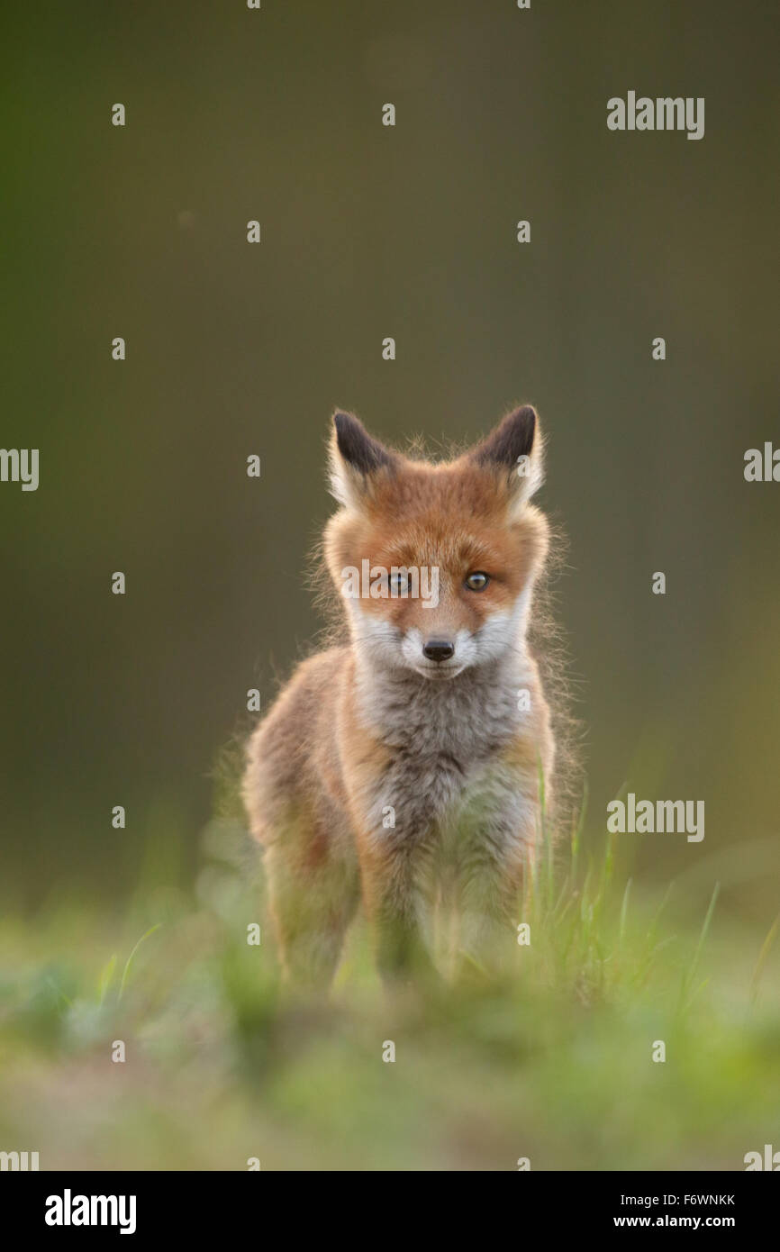 Red Fox kit (Vulpes vulpes). Europe Stock Photo - Alamy