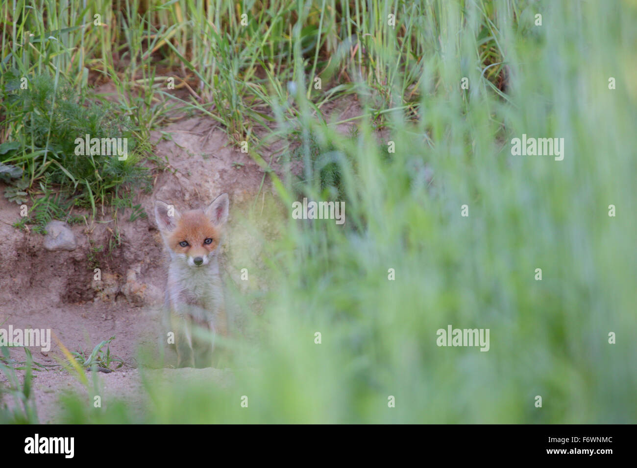 Red Fox kit (Vulpes vulpes). Europe Stock Photo - Alamy