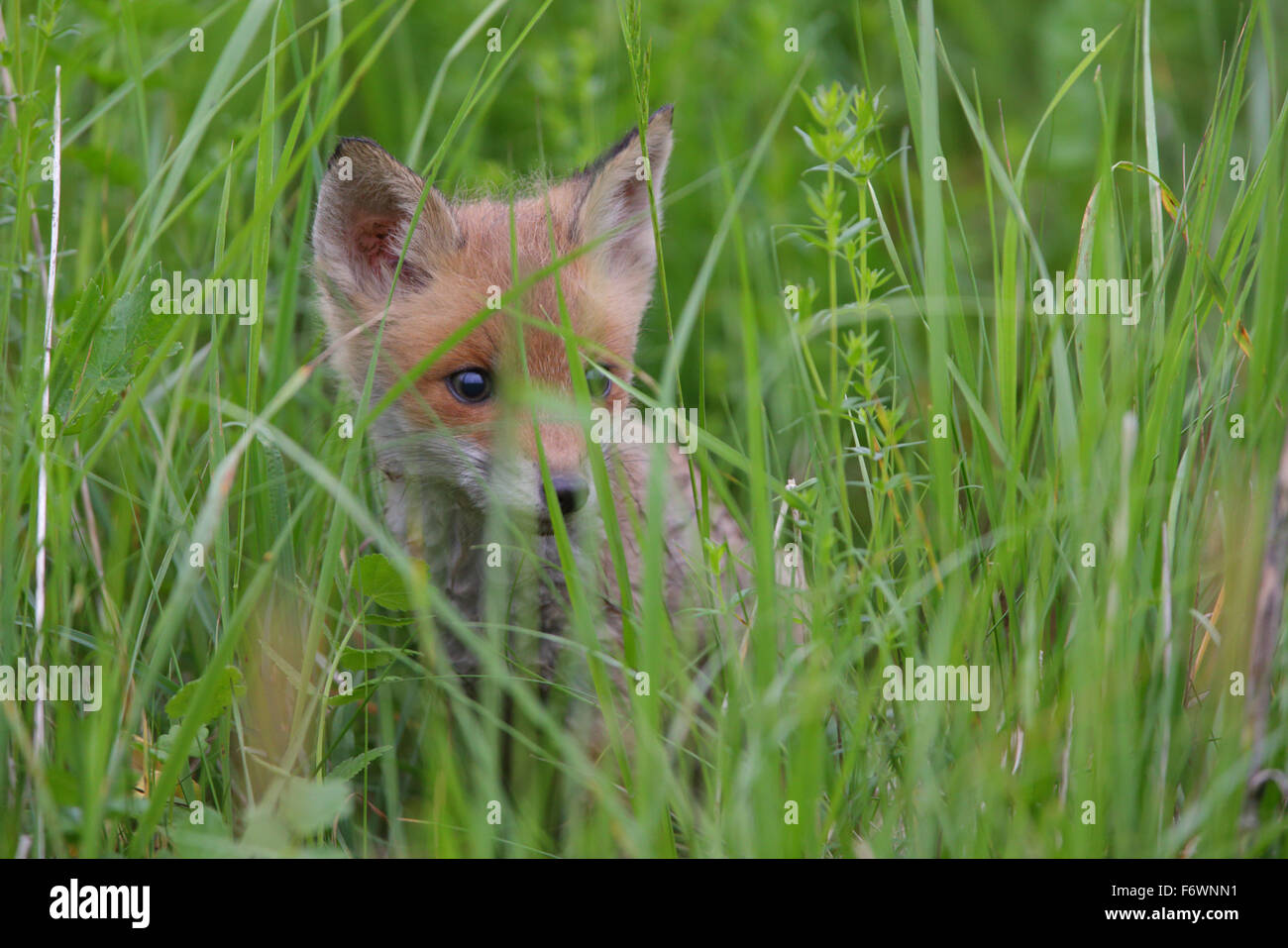 Red Fox kit (Vulpes vulpes). Europe Stock Photo - Alamy