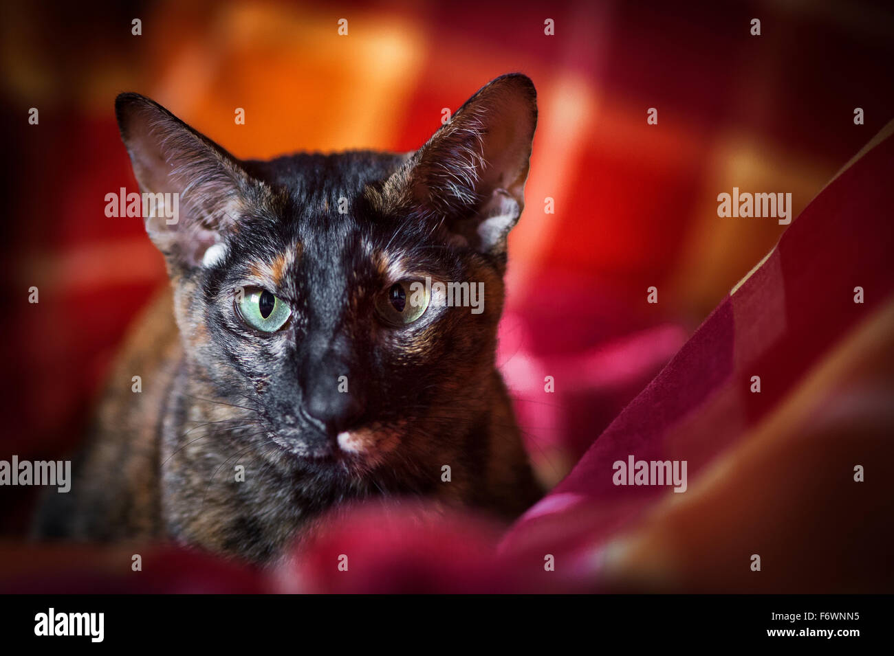 Oriental tortoiseshell hi-res stock photography and images - Alamy