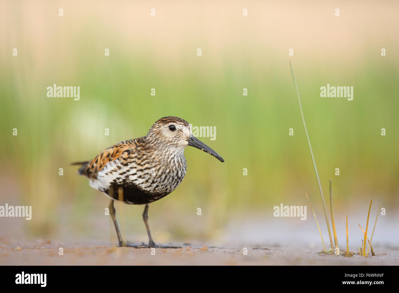 Adult dunlin hi-res stock photography and images - Alamy