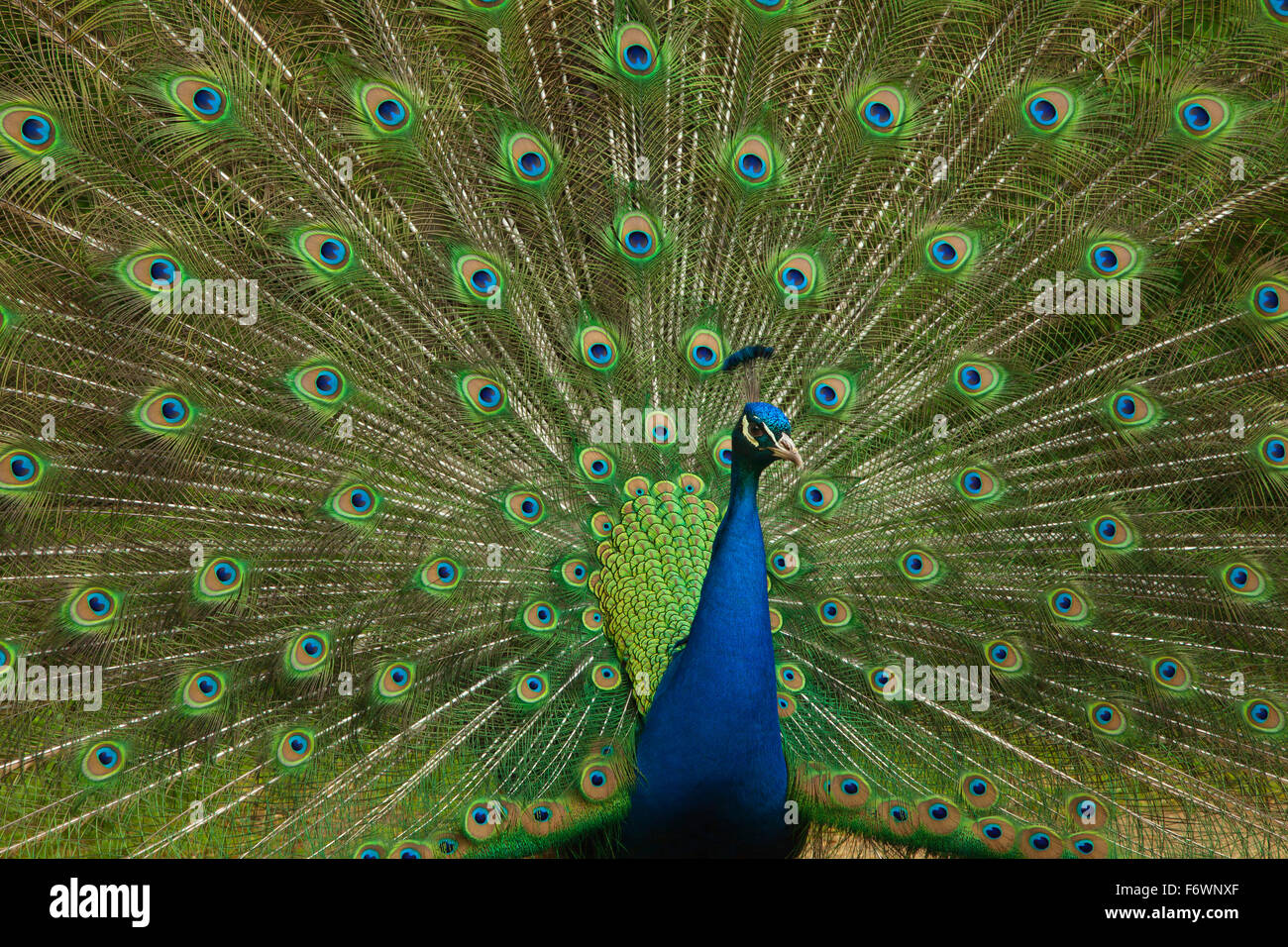 Peacock, Pfaueninsel, Berlin, Germany Stock Photo - Alamy