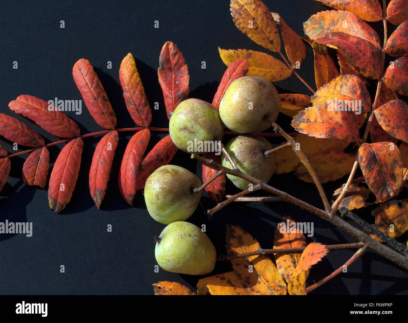 Speierling; Sorbus; domestica Stock Photo - Alamy