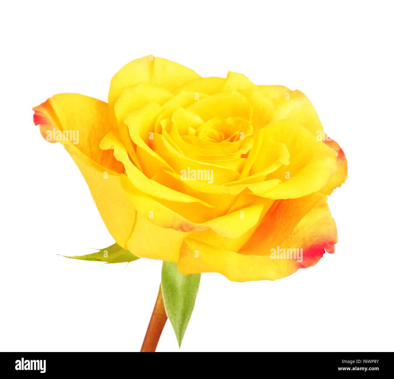 single yellow rose flower, isolated on white background Stock Photo - Alamy