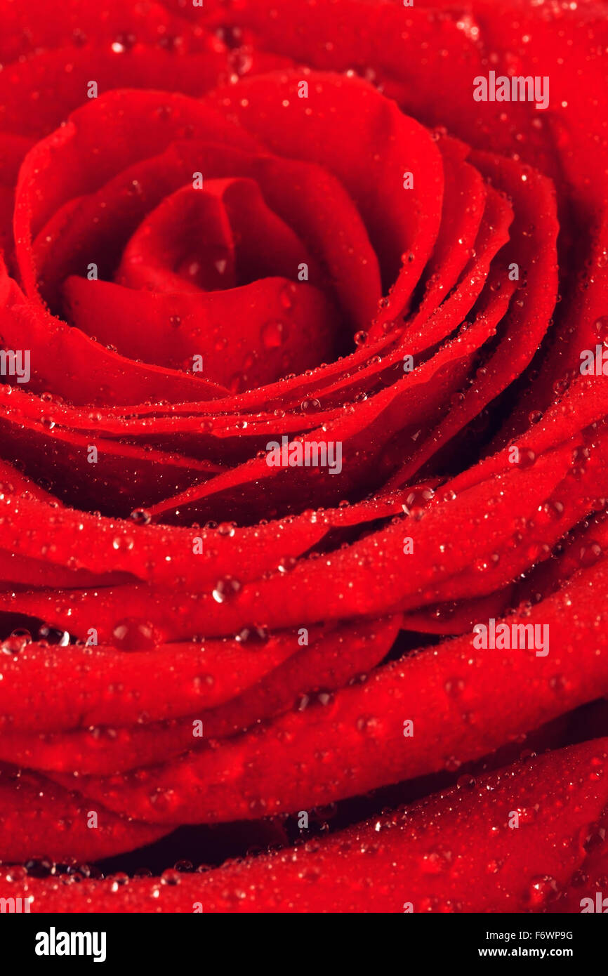 dark red rose flower closeup background, macro shot Stock Photo - Alamy