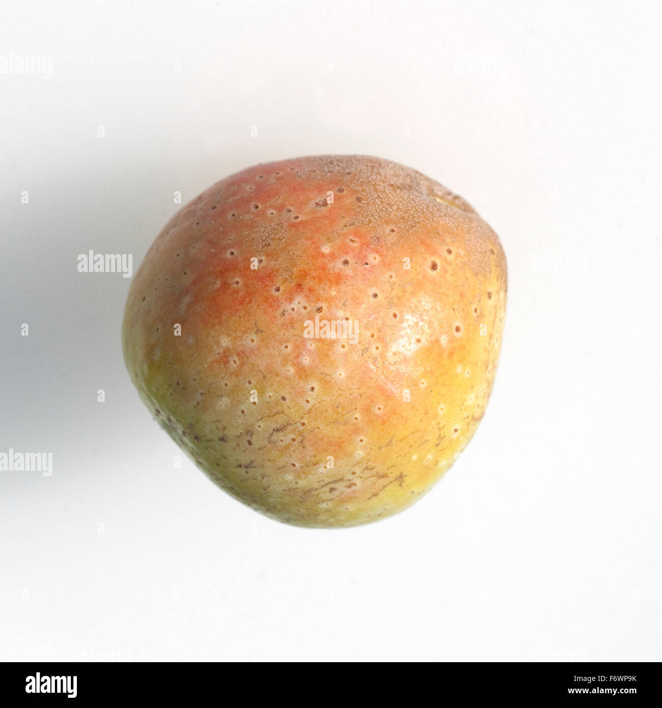 Speierling; Sorbus; domestica Stock Photo - Alamy