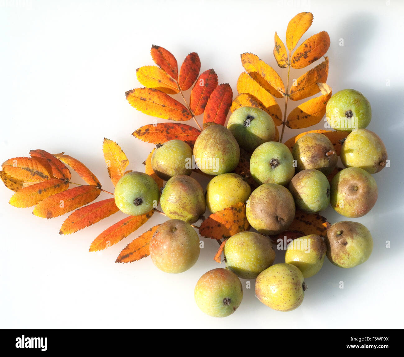 Speierling hi-res stock photography and images - Alamy