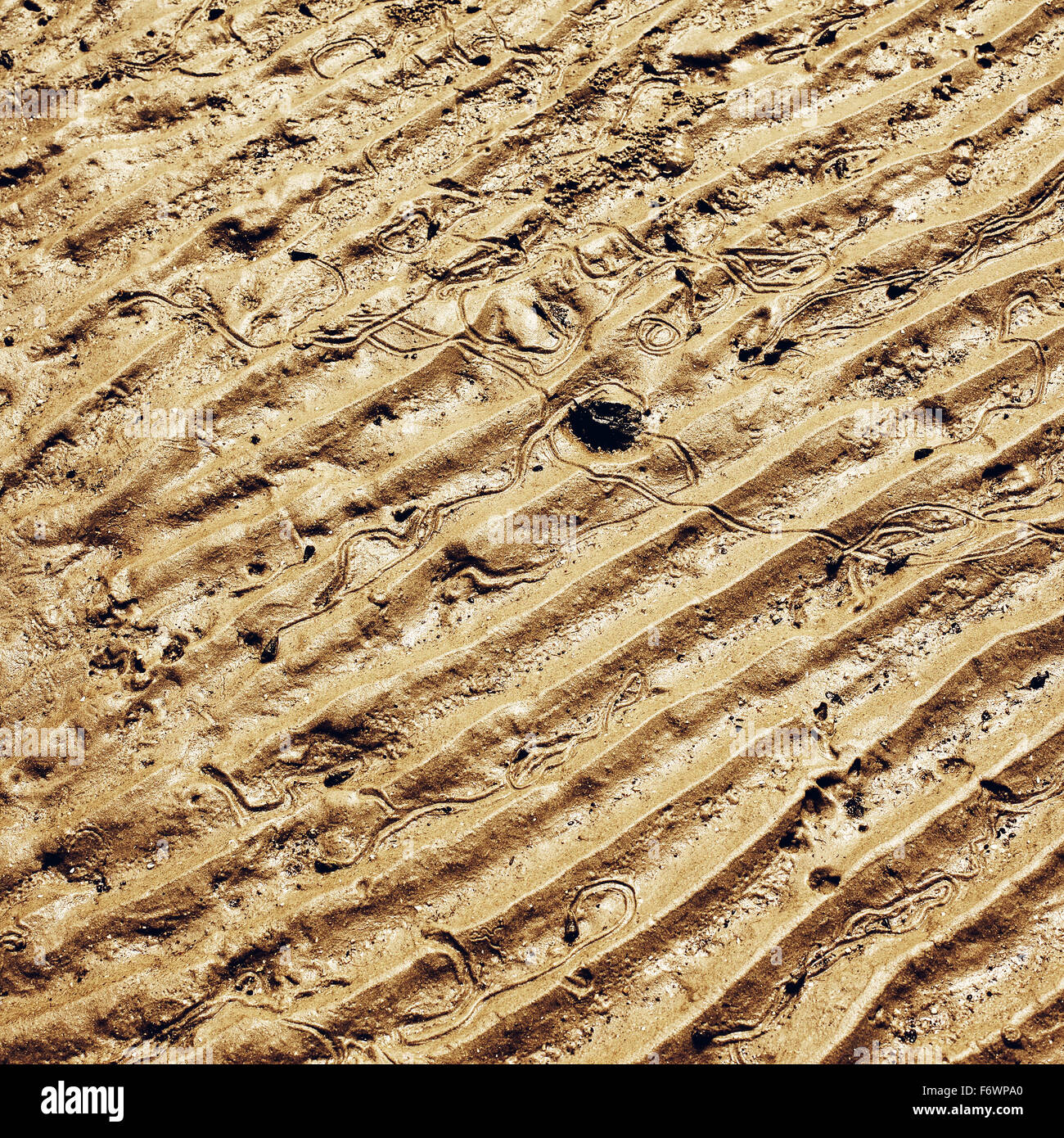textured seabed at low tide in Thailand Stock Photo - Alamy