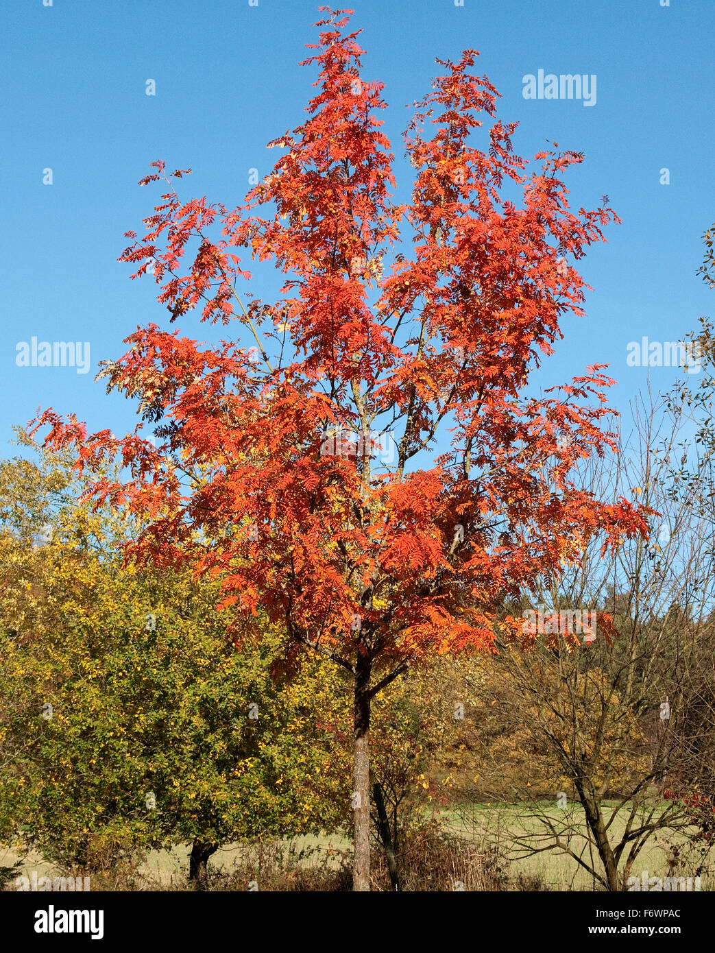 Sorbus domestica hi-res stock photography and images - Alamy