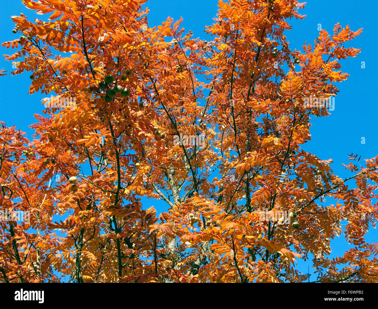 Speierling; Sorbus; domestica; Herbst Stock Photo - Alamy