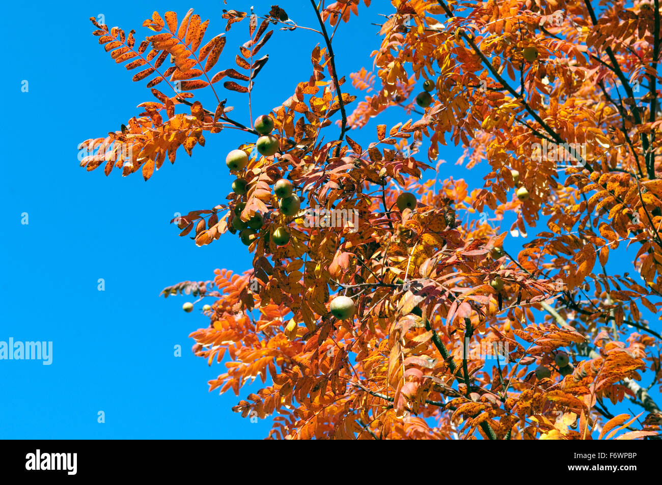 Speierling; Sorbus; domestica; Herbst Stock Photo - Alamy