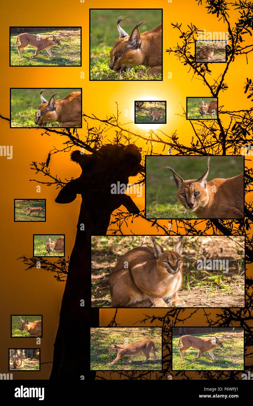 African Wildlife Collage Stock Photo - Alamy