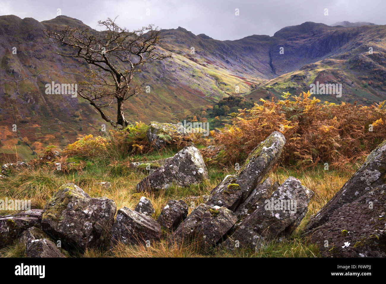 Lake district Borrowdale mountain top view, rocky foreground, tree and ...