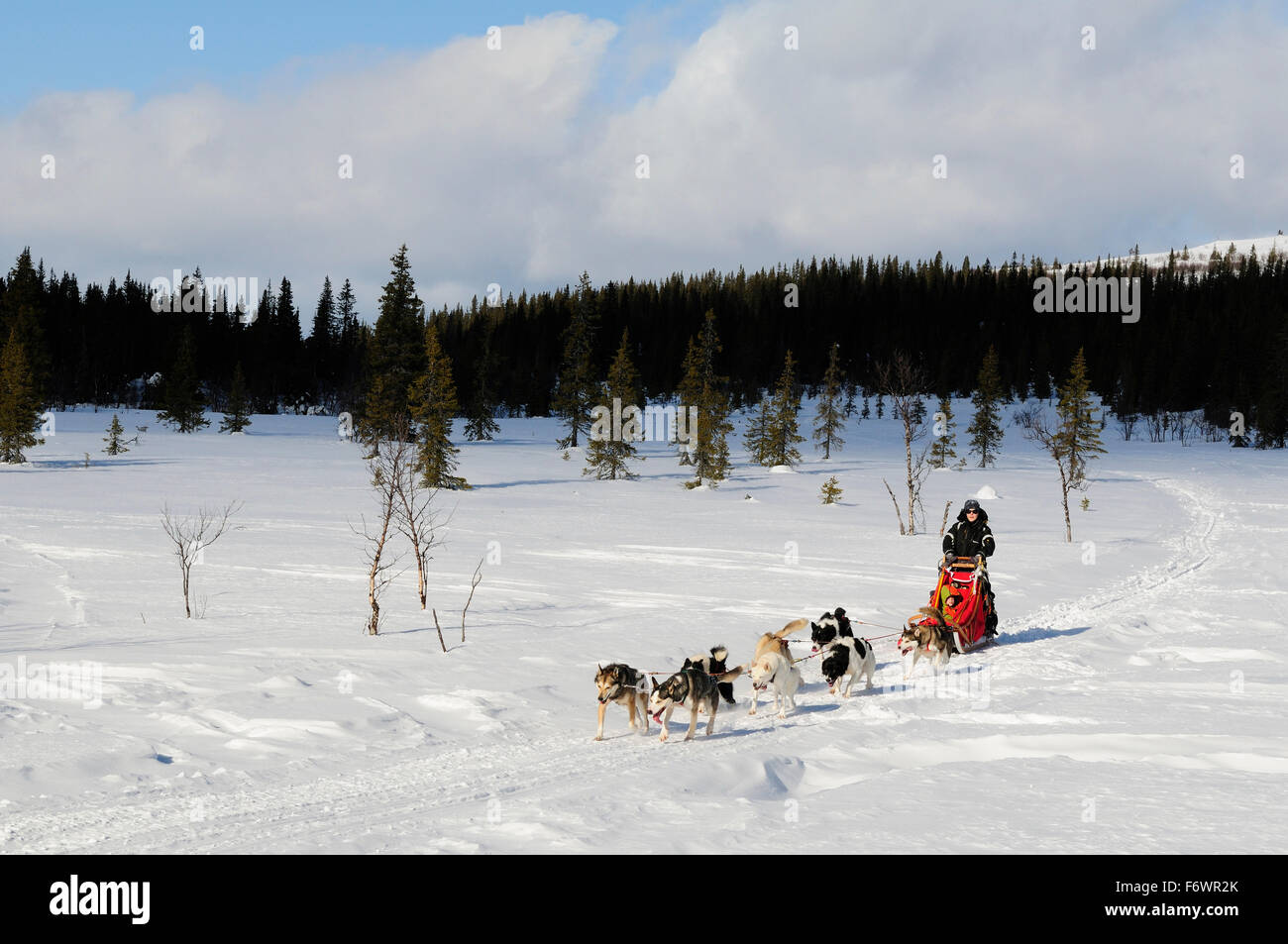 Sled dog sports hi-res stock photography and images - Alamy