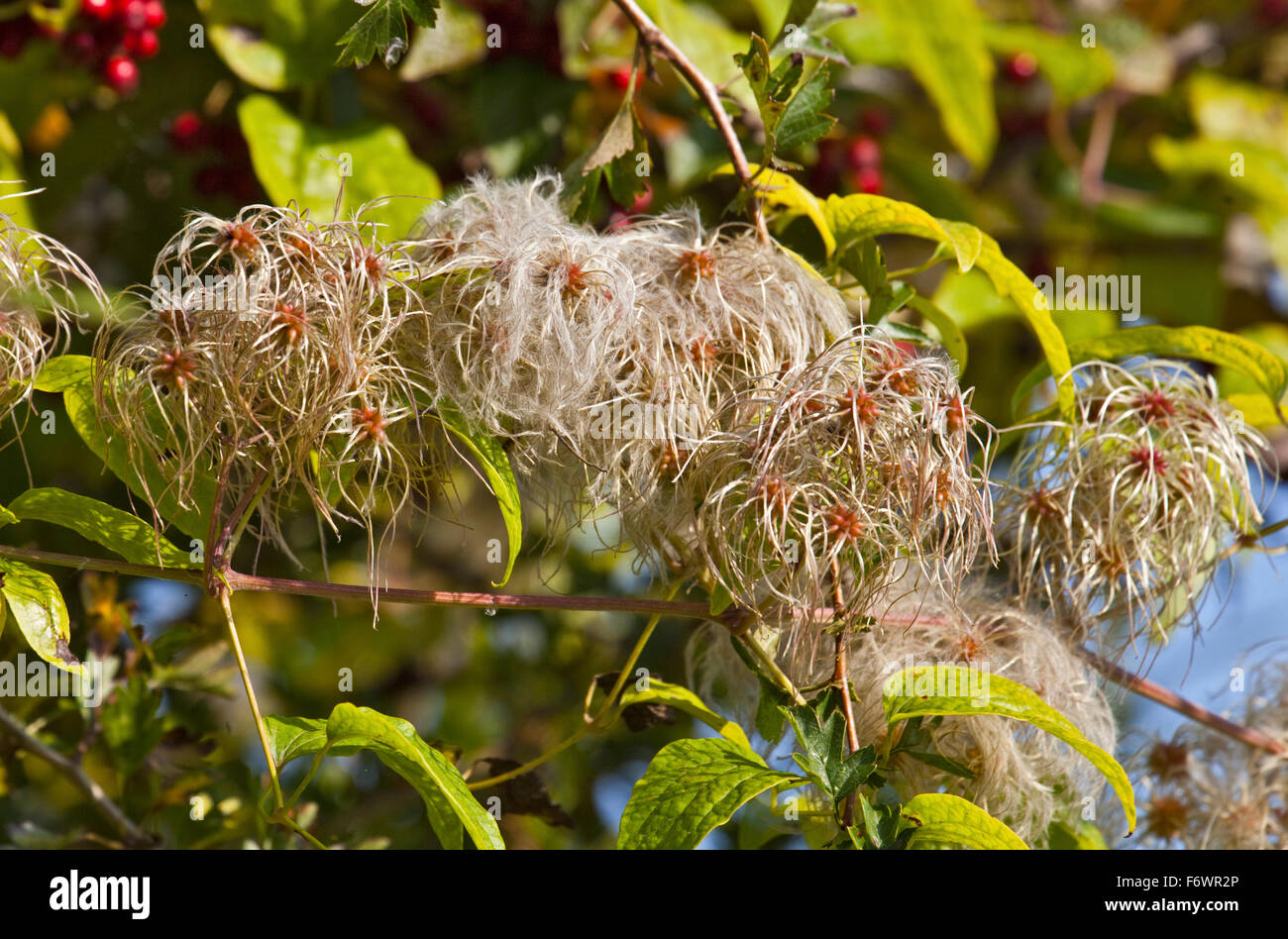 Old mans beard plant hi-res stock photography and images - Alamy