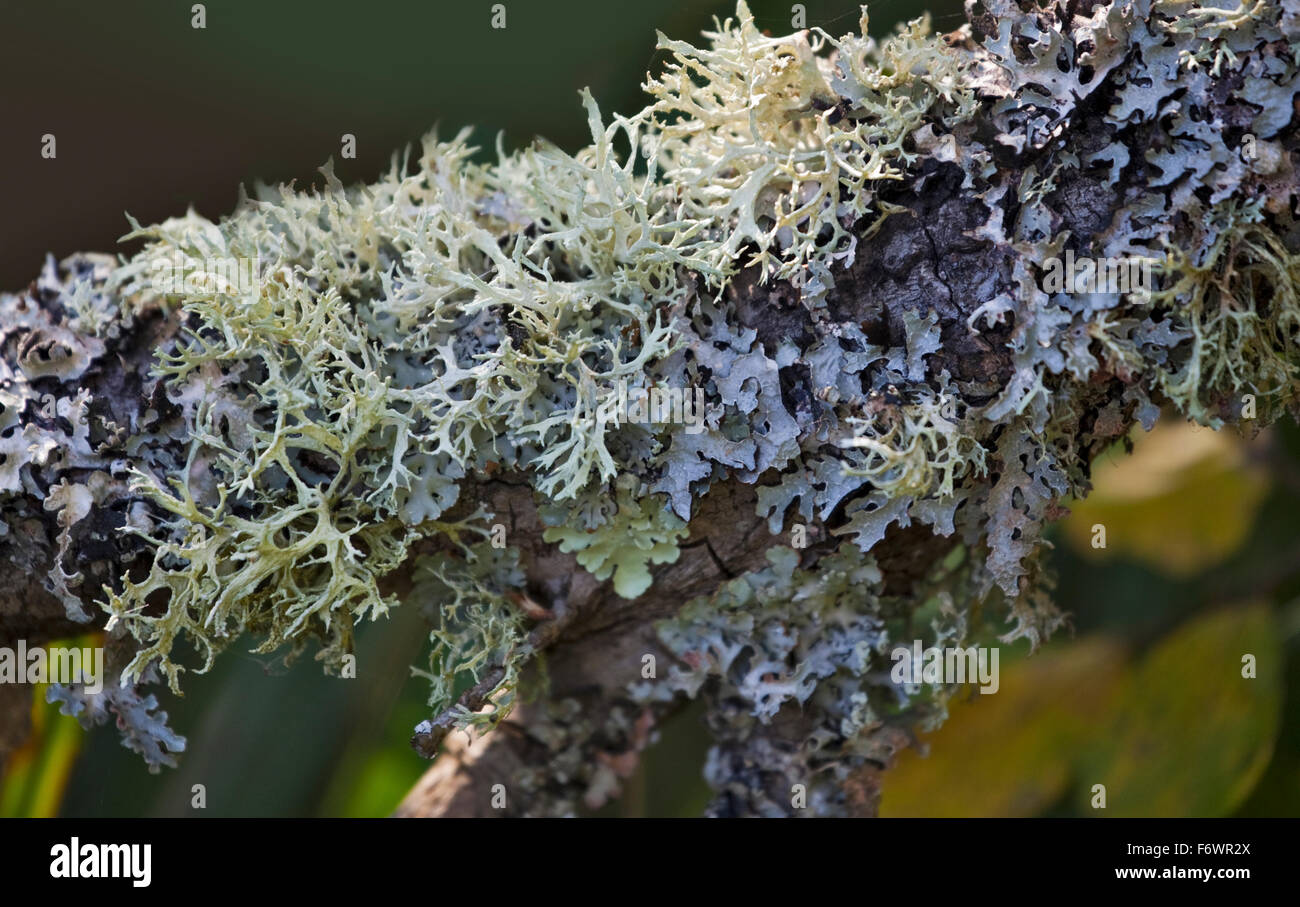 Reindeer Lichen (cladonia rangiferina) growing on tree Stock Photo - Alamy