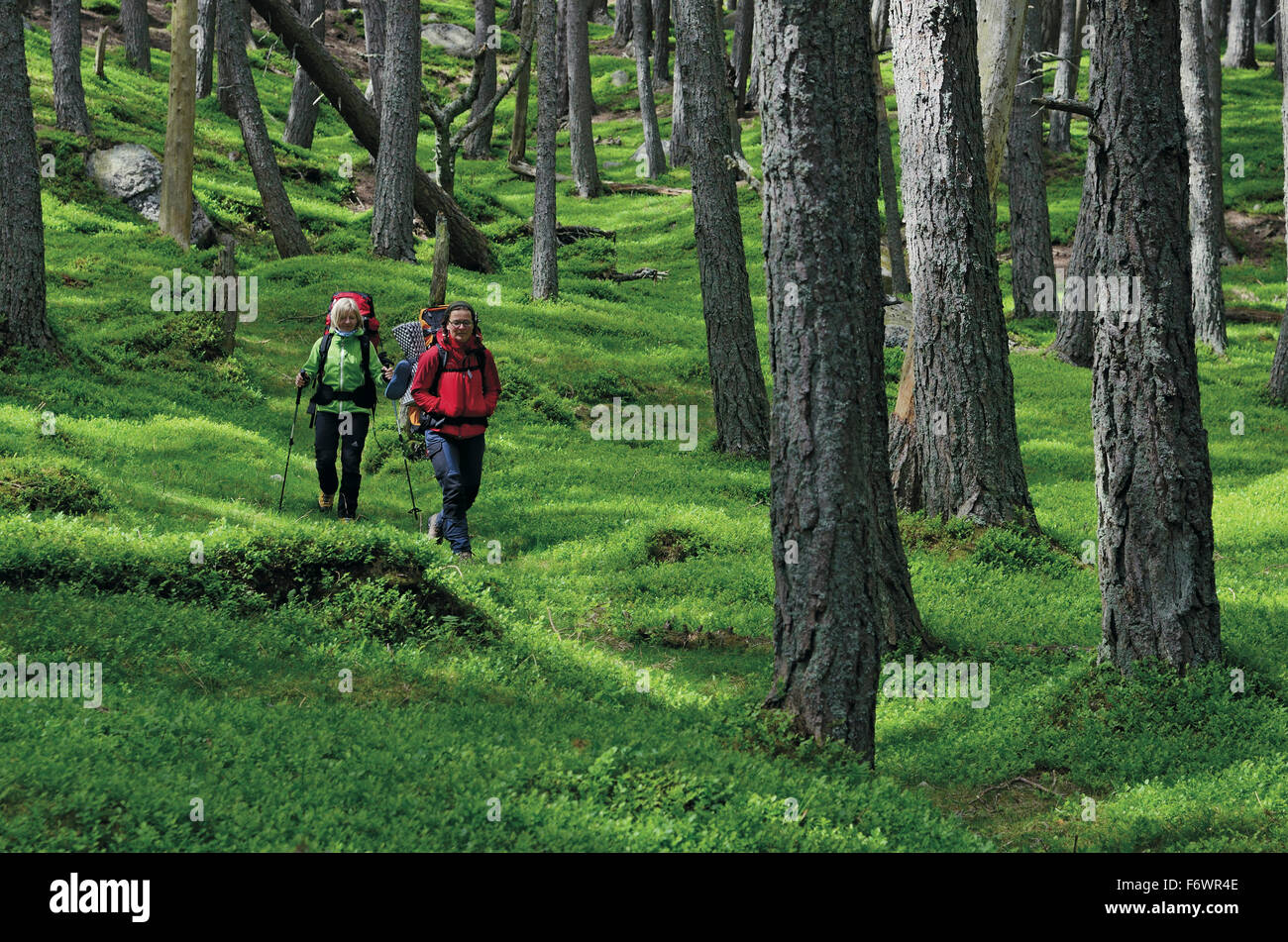 Hikers passing the Caledonian Forest, Cairngorms National Park ...