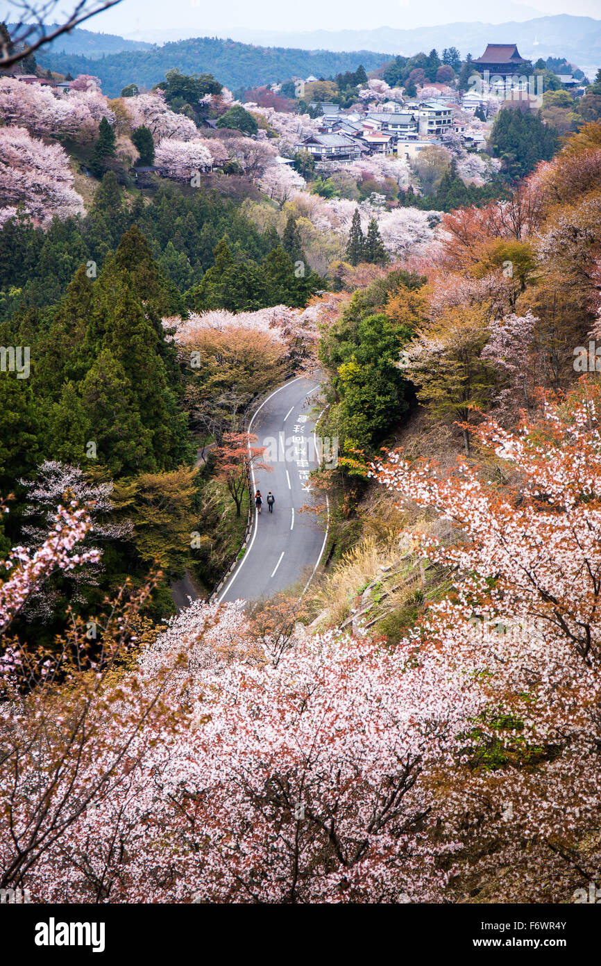 Sakura and Road in Autumn at Yoshino Mountain - Nara, Japan Stock Photo ...