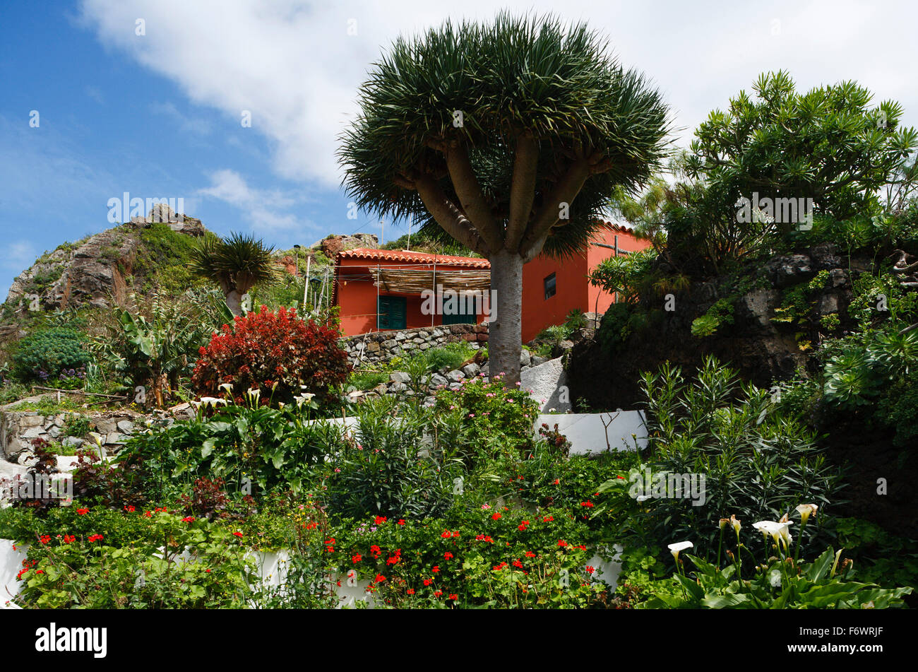 Cottage with dragon trees, village of Afur, Barranco de Afur, canyon ...