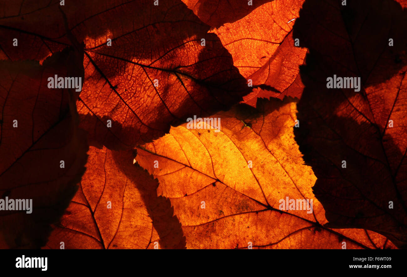 backlit autumn leaves Stock Photo - Alamy