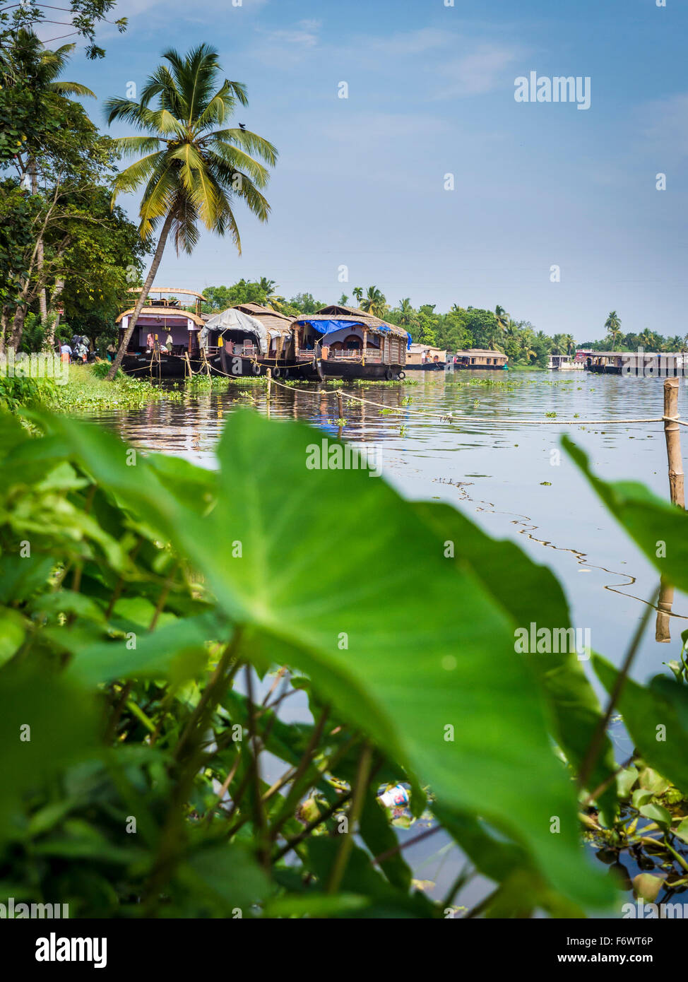 House boats on backwaters, Kochi, Kerala, India Stock Photo - Alamy